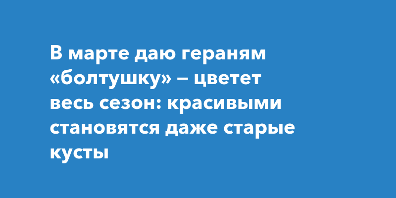 В марте даю гераням «болтушку» — цветет весь сезон: красивыми ...
